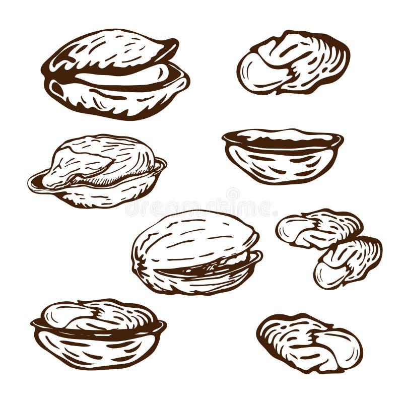 Nutshell Stock Illustrations – 8,083 Nutshell Stock Illustrations ...