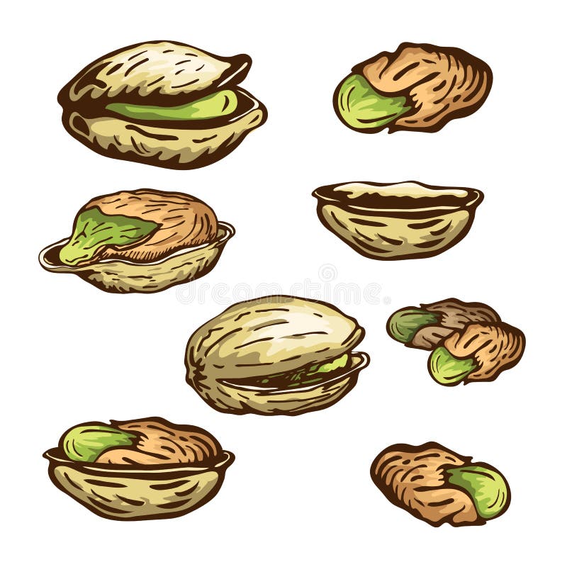 Hand Drawn Pistachio Nuts Set Isolated on White Background. Vector ...