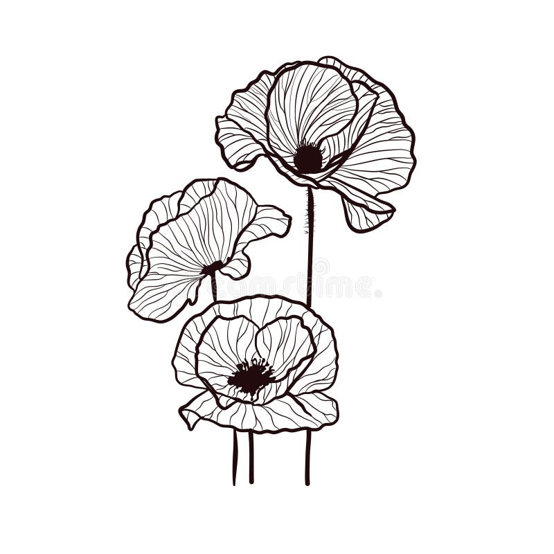 Hand drawn poppy stock vector. Illustration of pattern - 355947737