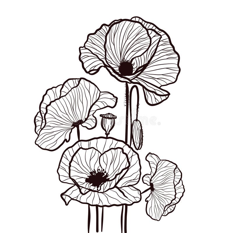 Hand drawn poppy stock vector. Illustration of pattern - 355947794