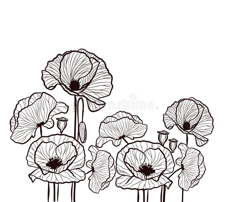 Hand drawn poppy stock vector. Illustration of beauty - 355947846