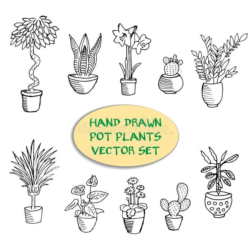 Hand drawn pot plants stock vector. Illustration of blossom - 43041811