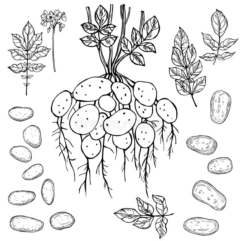 Potato Plant Vector Illustration In Flat Design. Potato Growth Diagram ...