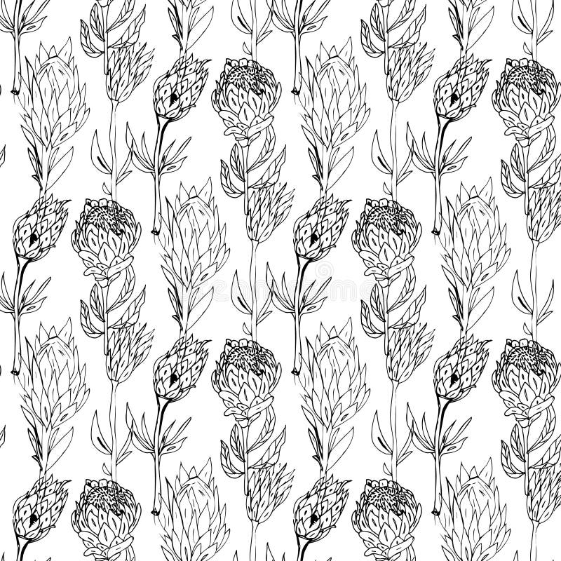 Hand Drawn Protea Seamless Pattern Vector Black and White Stock Vector ...