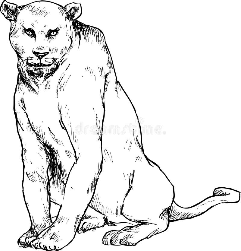 Hand drawn puma stock vector. Illustration of animal - 43617458