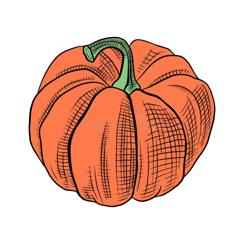 Hand Drawn Pumpkin Isolated on White Background Stock Vector ...