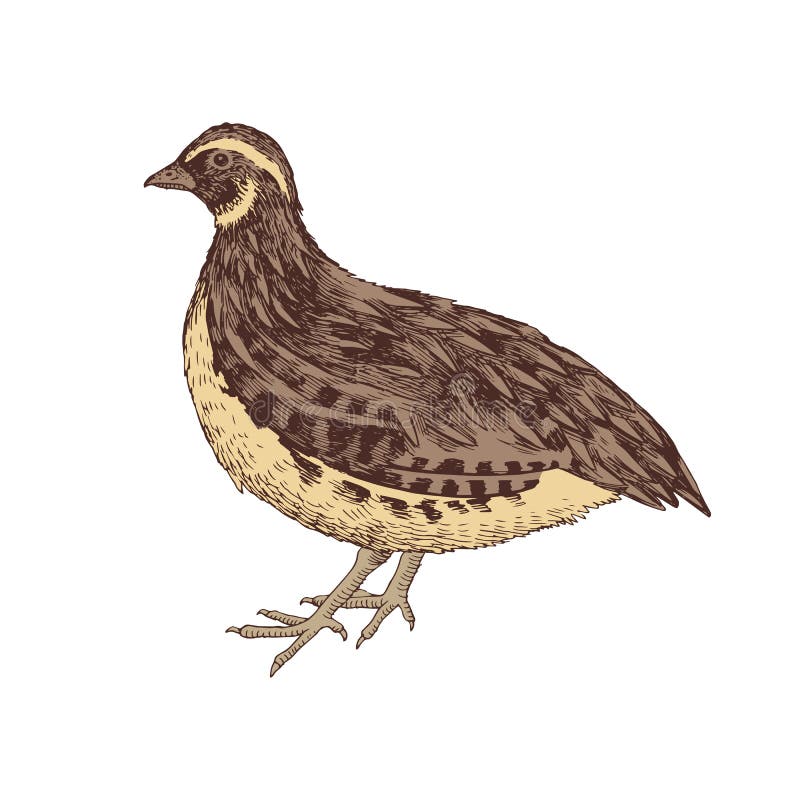 Quail Drawing Stock Illustrations – 864 Quail Drawing Stock ...