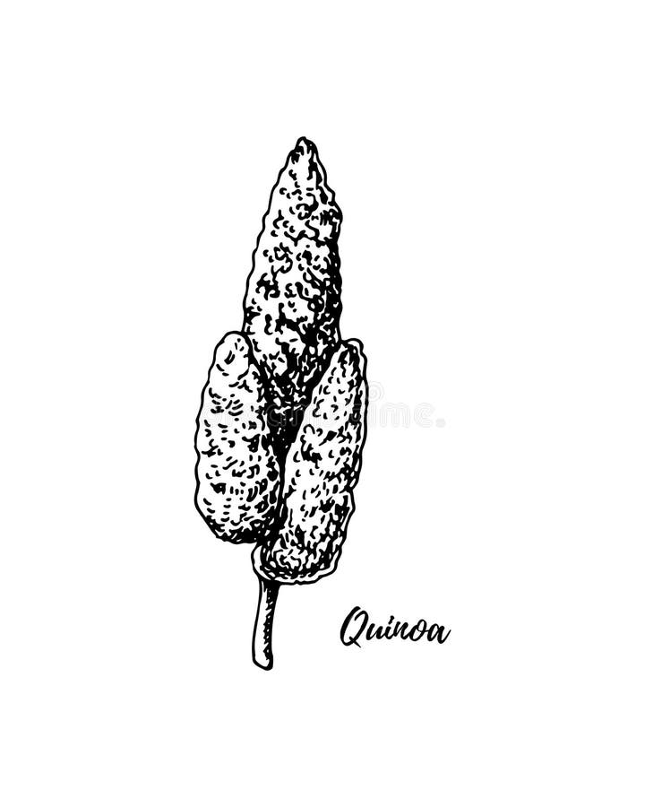Quinoa Illustration, Drawing, Engraving, Ink, Line Art, Vector Stock ...
