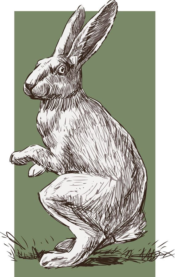 Hand drawn rabbit stock vector. Illustration of ears - 46199567