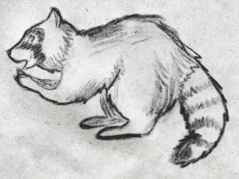 Raccoon Side View Stock Illustrations – 91 Raccoon Side View Stock ...