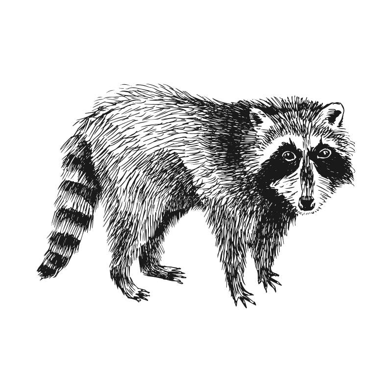 Hand drawn raccoon stock vector. Illustration of mammal - 89806058
