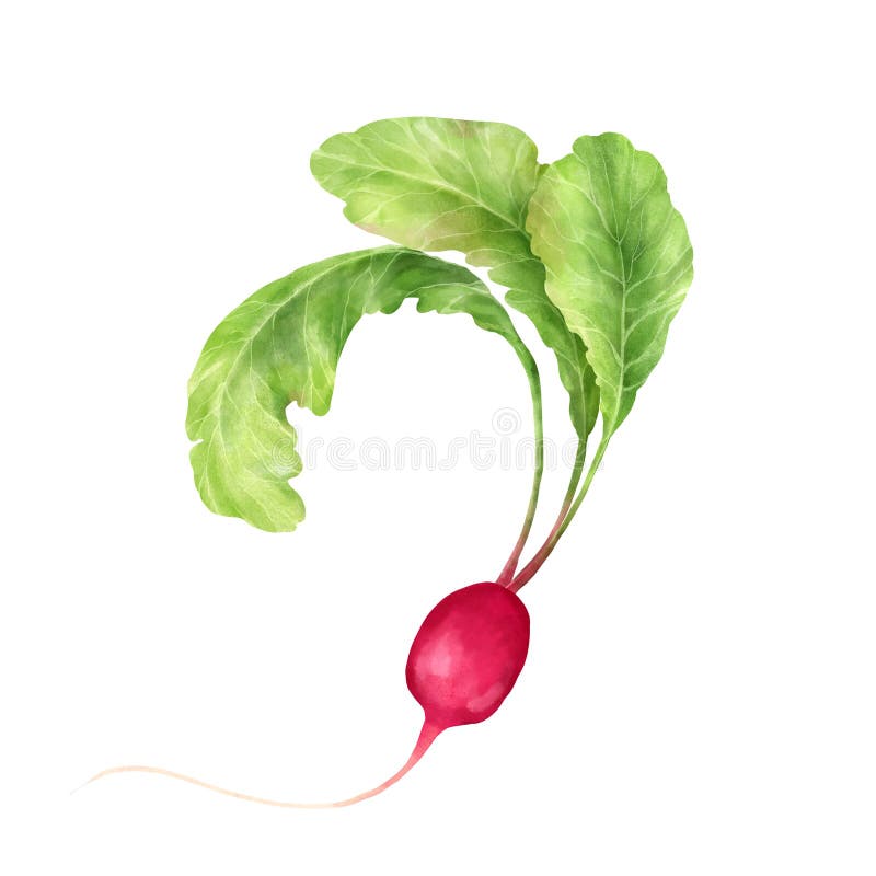 Hand-drawn Radish with Leaves, Vegetable Illustration Stock ...