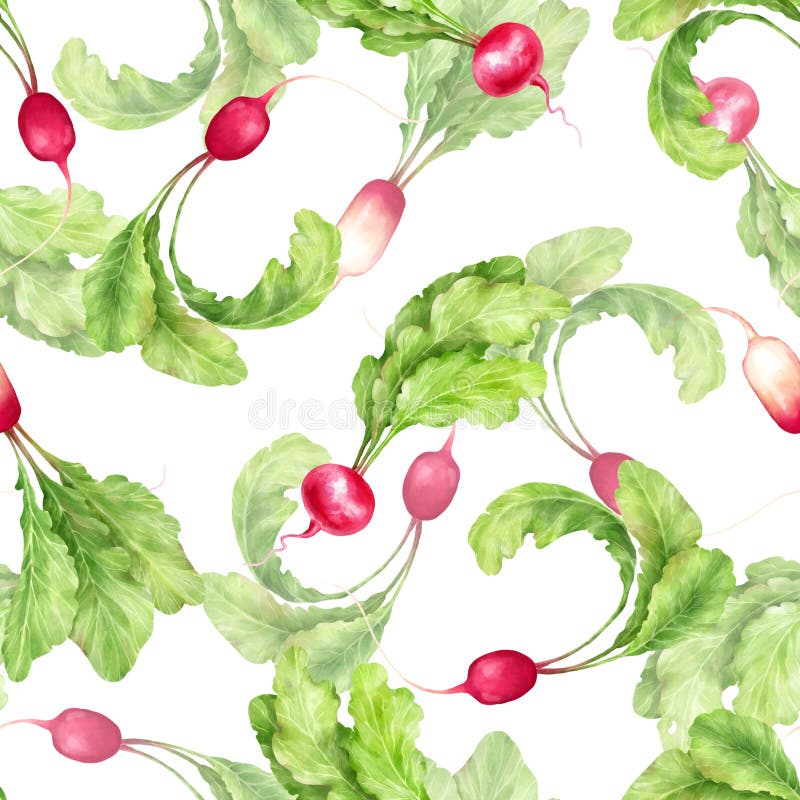 Hand-drawn Radish with Leaves, Vegetable Seamless Pattern Stock Photo ...