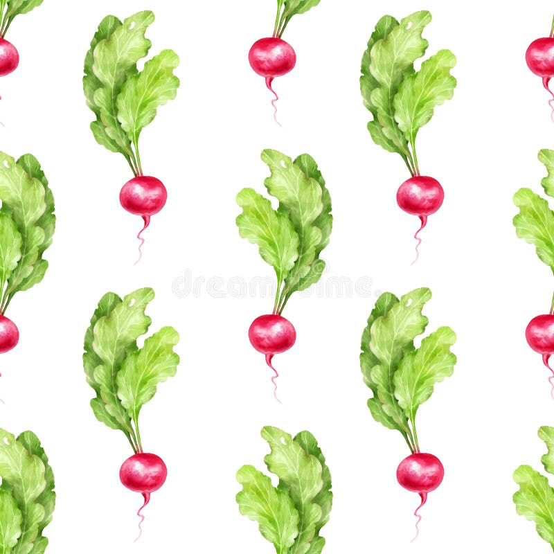 Hand-drawn Radish with Leaves, Vegetable Seamless Pattern Stock Image ...