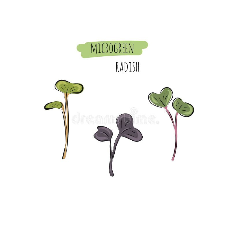 Hand Drawn Radish Micro Greens. Vector Illustration in Sketch Style ...