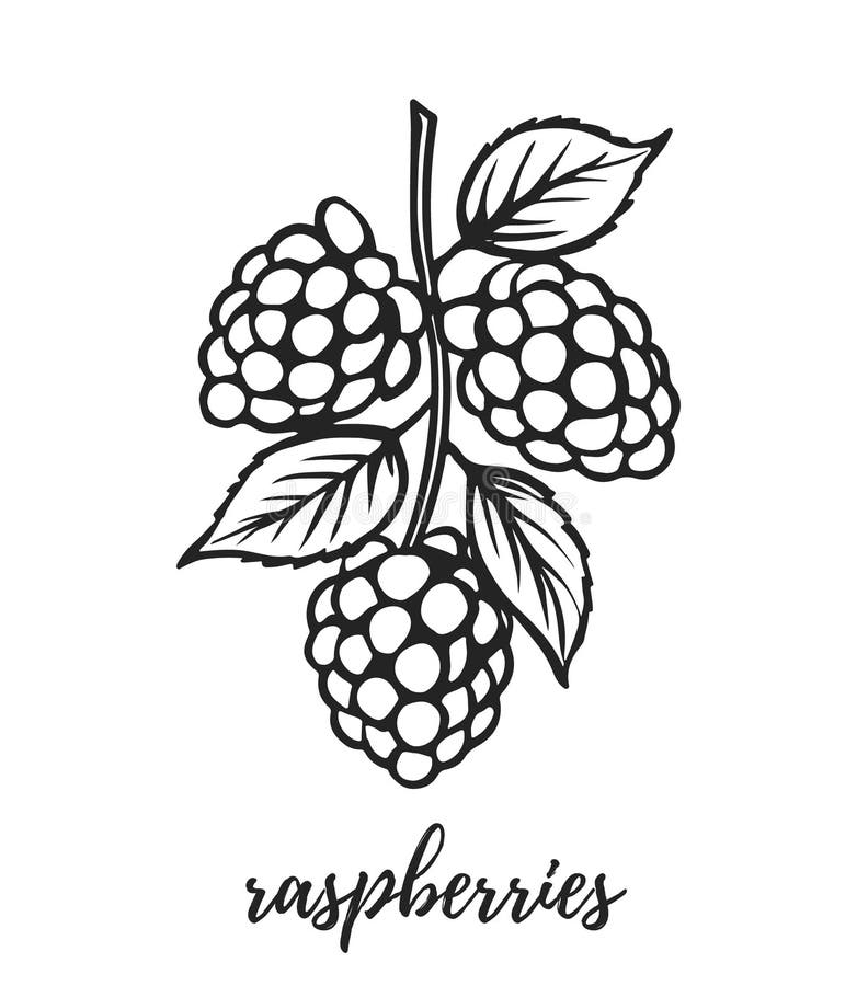 Hand drawn raspberry. stock illustration. Illustration of raspberry ...