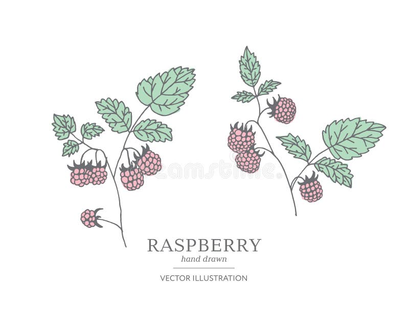 Hand Drawn Raspberry Branches Stock Vector - Illustration of branch ...