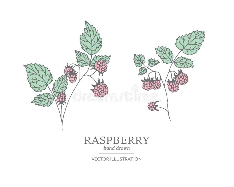 Hand Drawn Raspberry Branches Stock Vector - Illustration of doodle ...