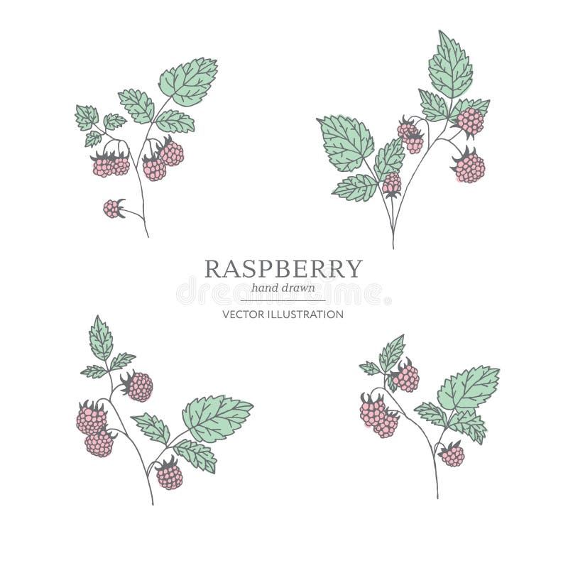 Raspberry Hand Drawn Vector Illustrations Stock Illustrations – 231 ...