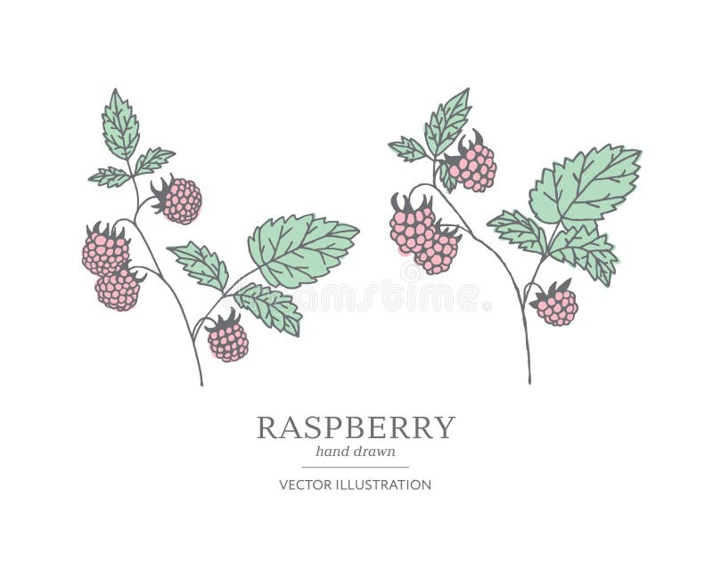 Raspberry Hand Drawn Vector Illustrations Stock Illustrations – 231 ...