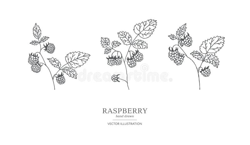 Hand Drawn Raspberry Branches Stock Vector - Illustration of botanic ...