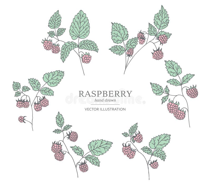 Hand Drawn Raspberry Branches Stock Vector - Illustration of color ...