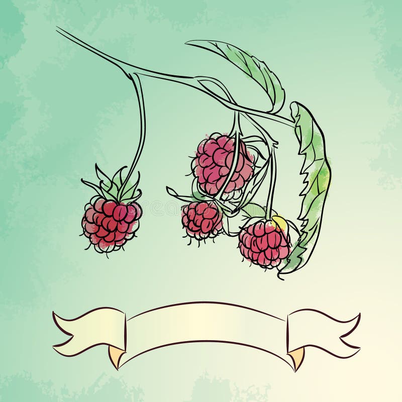 Hand Drawn Raspberry Illustration Stock Vector - Illustration of ...