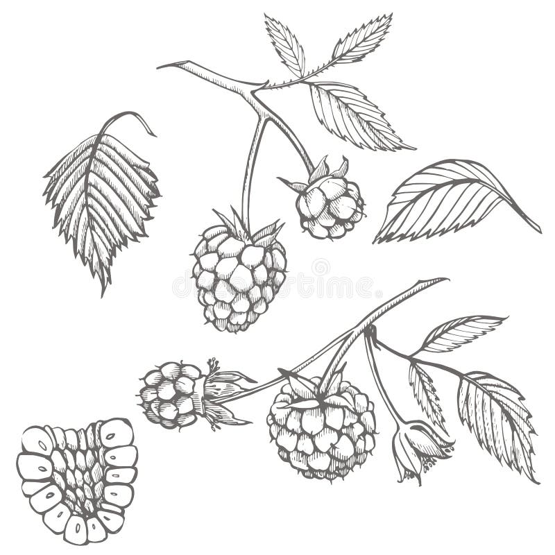 Hand Drawn Raspberry Set Isolated on White Background. Retro Sketch ...
