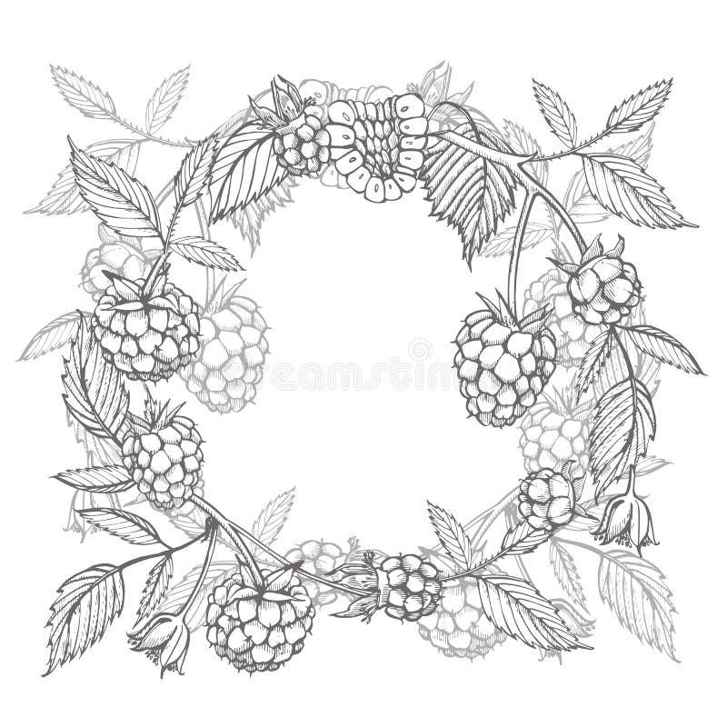 Hand Drawn Raspberry Set Isolated on White Background. Retro Sketch ...