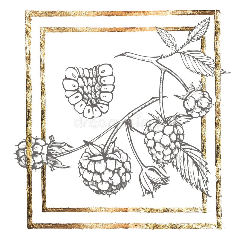 Hand Drawn Raspberry Set Isolated on White Background. Retro Sketch ...