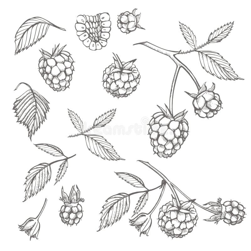 Hand Drawn Raspberry Set Isolated on White Background. Retro Sketch ...