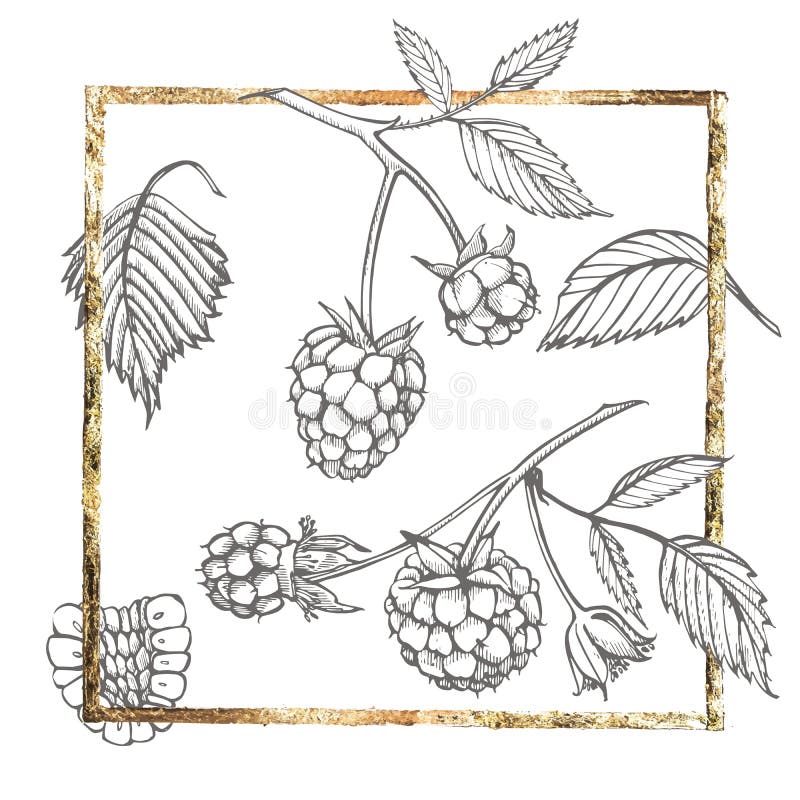 Hand Drawn Raspberry Set Isolated on White Background. Retro Sketch ...