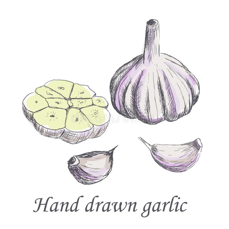 Hand Drawn Raw Garlic Sketch Stock Vector - Illustration of organic ...