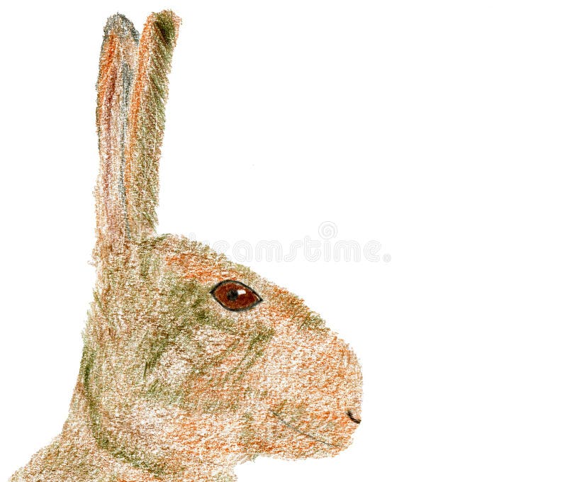 Hand-drawn Real Easter Rabbit Portrait - Colored Pencil Drawing Stock ...