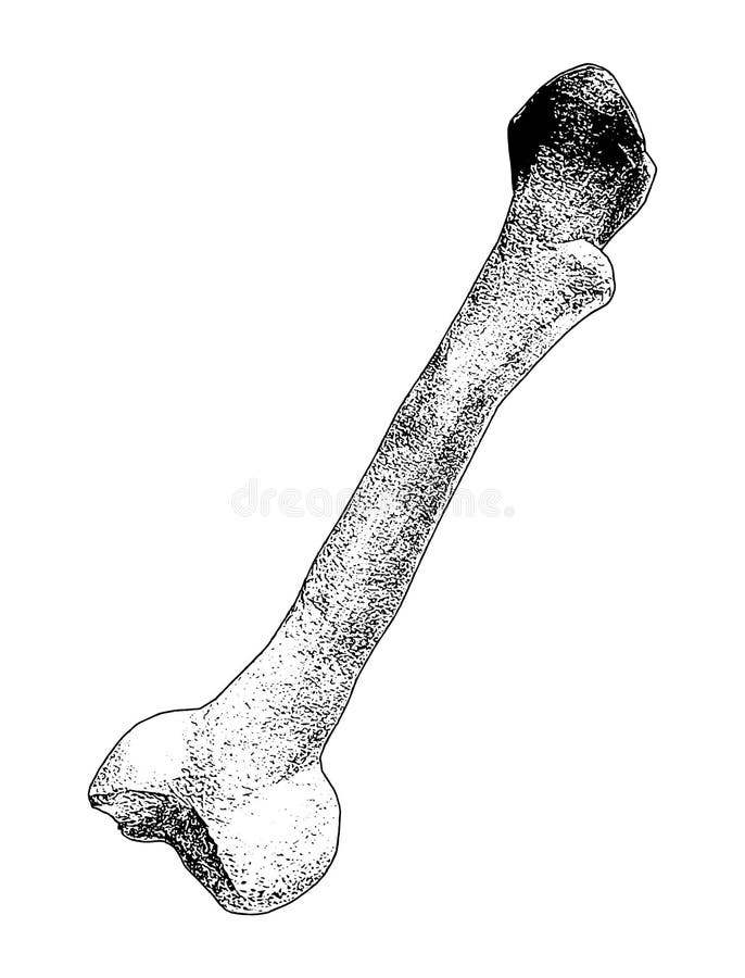 Hand Drawn Realistic Sketch Human Bone Stock Vector - Illustration of ...