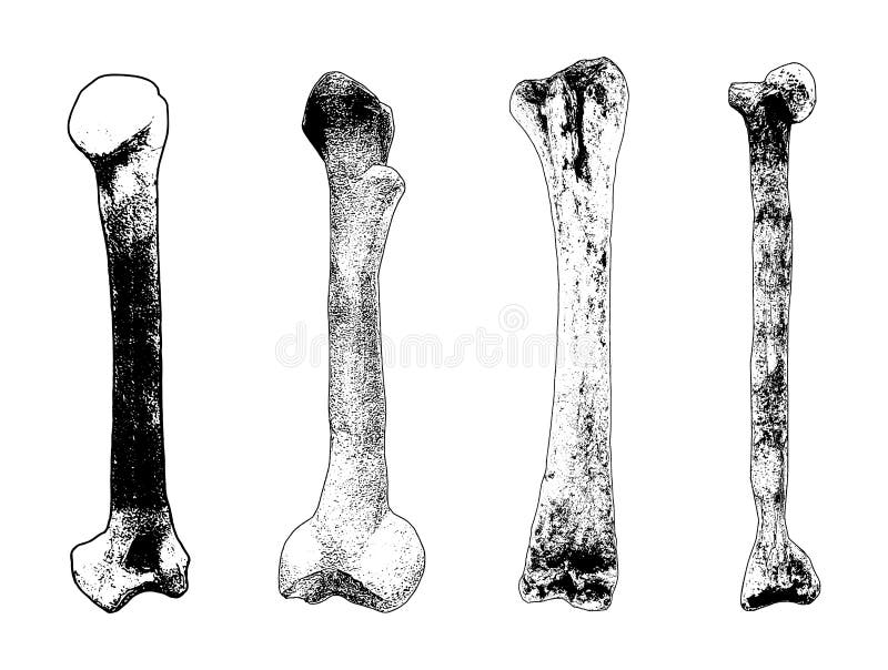 Hand Drawn Realistic Sketch Human Bones Set Stock Vector - Illustration ...