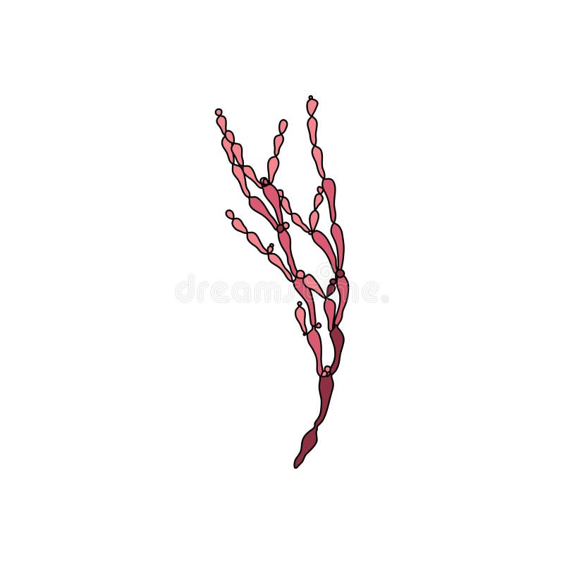 Hand Drawn Red Bubble Algae Graphic Illustration. Natural Drawing Stock ...