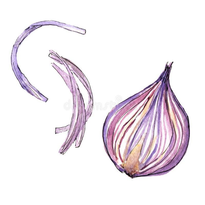 Hand drawn red onion stock photo. Image of food, recipe - 185676804 Hand drawn red onion stock photo. Image of food, recipe - 185676804