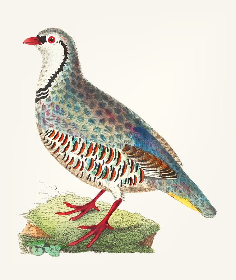 Partridge Stock Illustrations – 646 Partridge Stock Illustrations ...