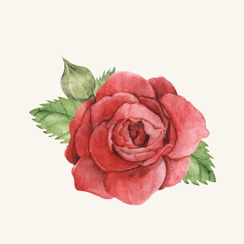 Hand Drawn Red Rose Isolated Stock Illustration - Illustration of ...