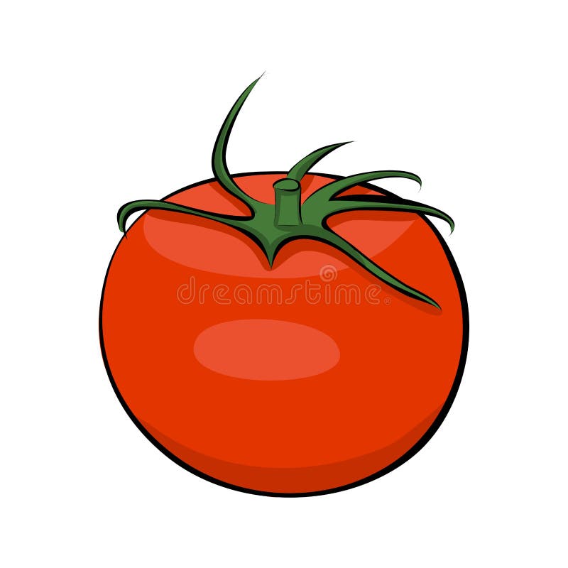 Hand drawn red tomato stock vector. Illustration of natural - 106509643