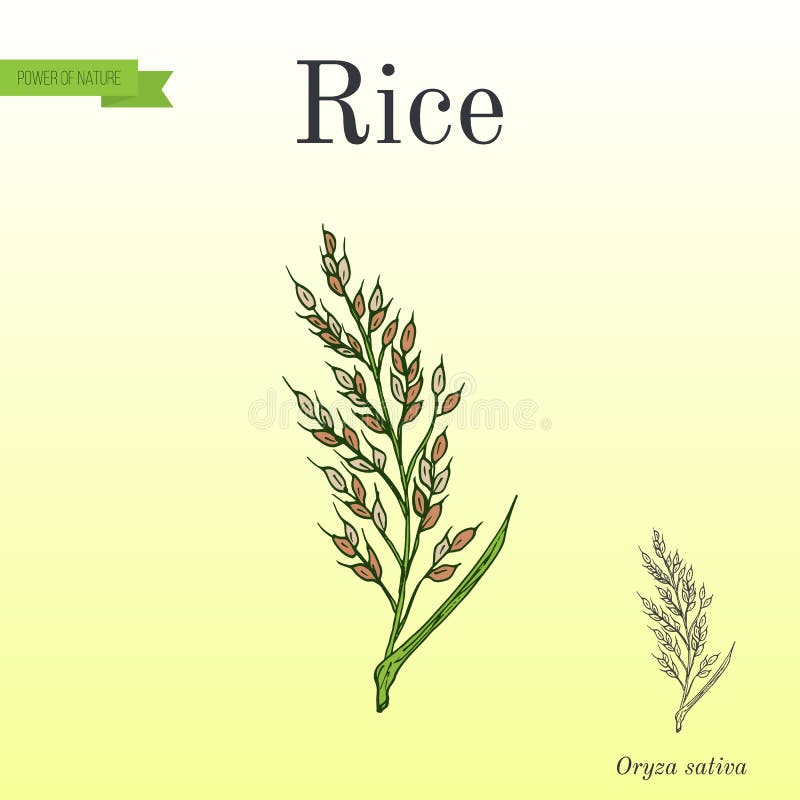 Rice Plant Hand Drawn. Agricultural Crops Stock Vector - Illustration ...