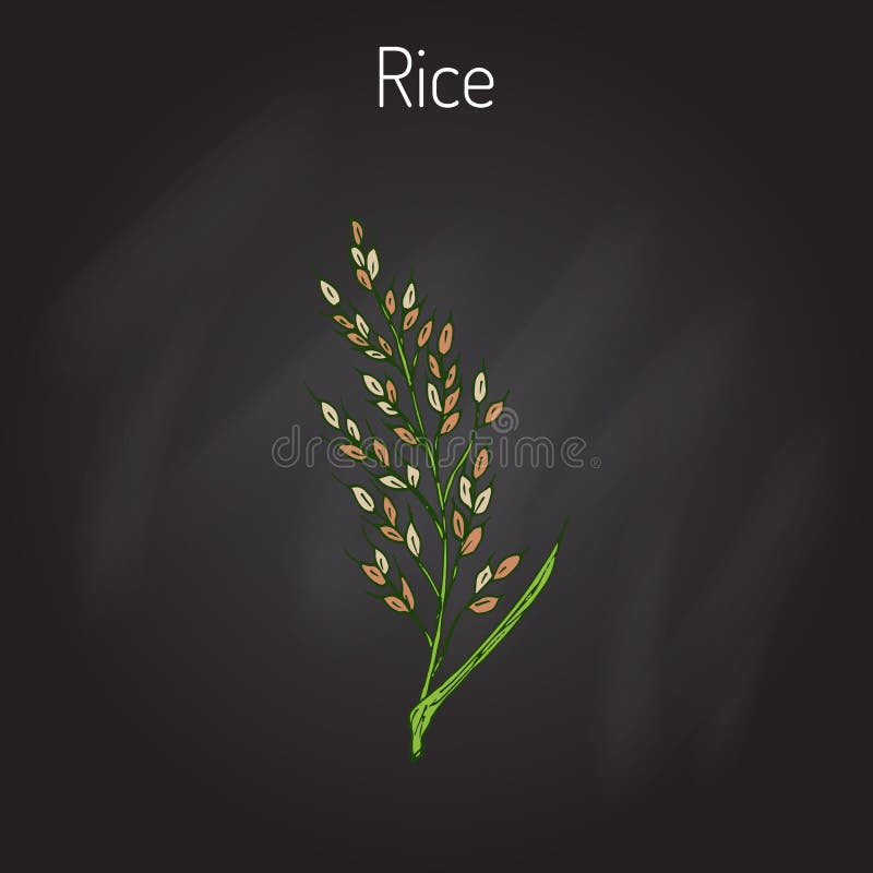 Hand Drawn Rice Ears Sketch Stock Vector - Illustration of kitchen ...
