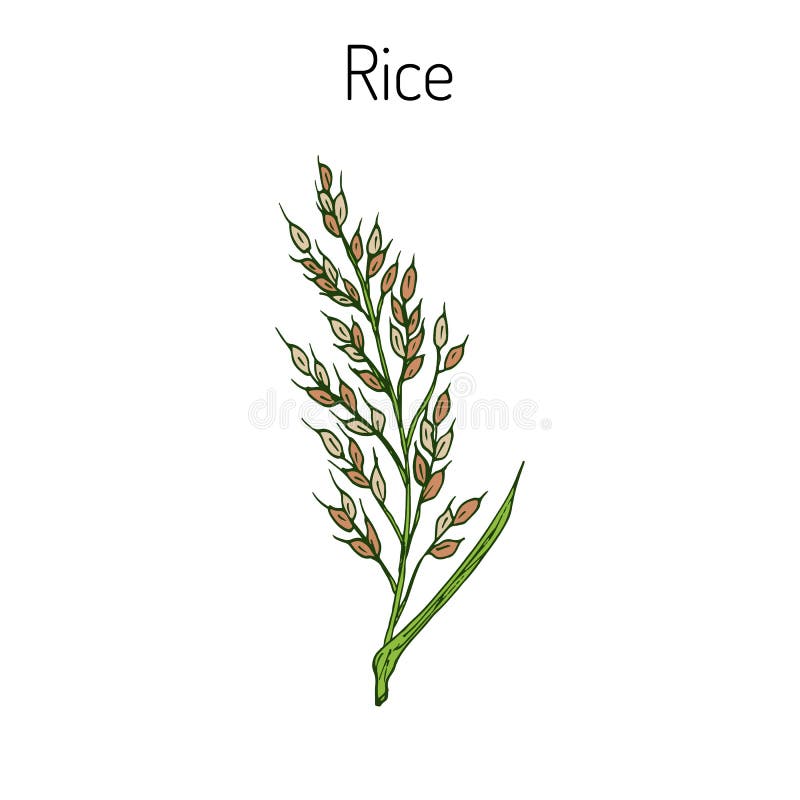 Hand Drawn Rice Ears Sketch Stock Vector - Illustration of food, line ...