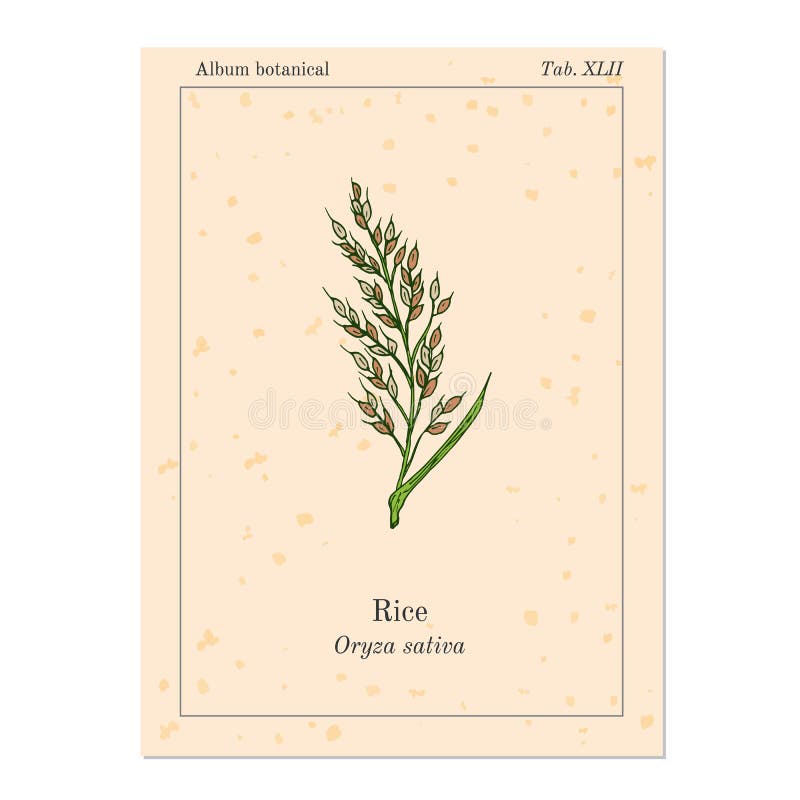 Hand Drawn Rice Ears Sketch Stock Vector - Illustration of farm ...