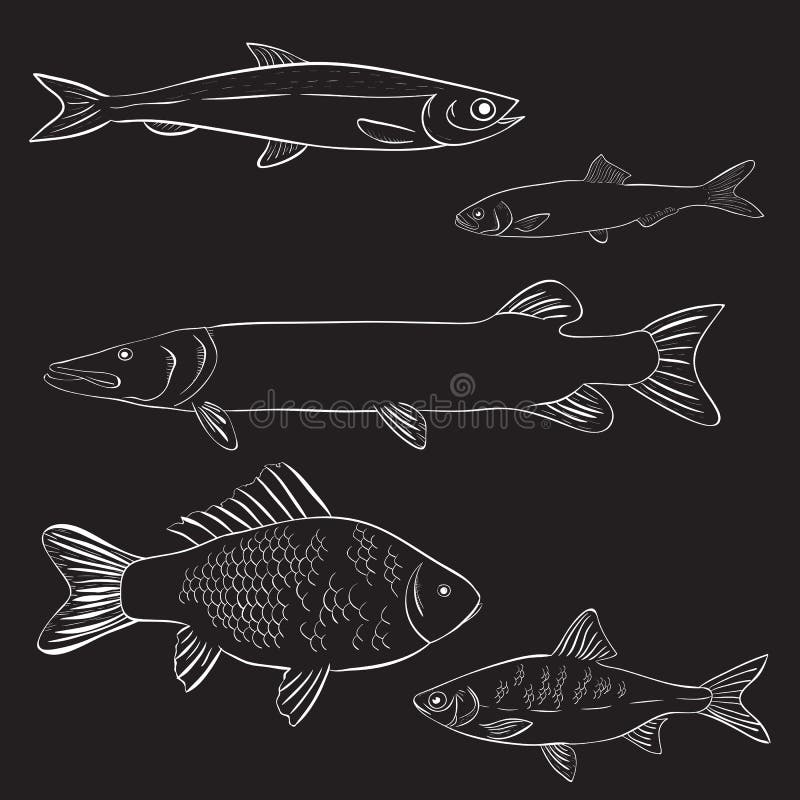 River Fish Identification Slate with Names Stock Vector - Illustration ...