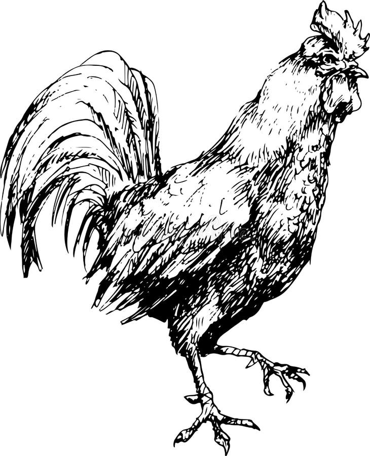 Hand drawn rooster stock vector. Illustration of macho - 43402062