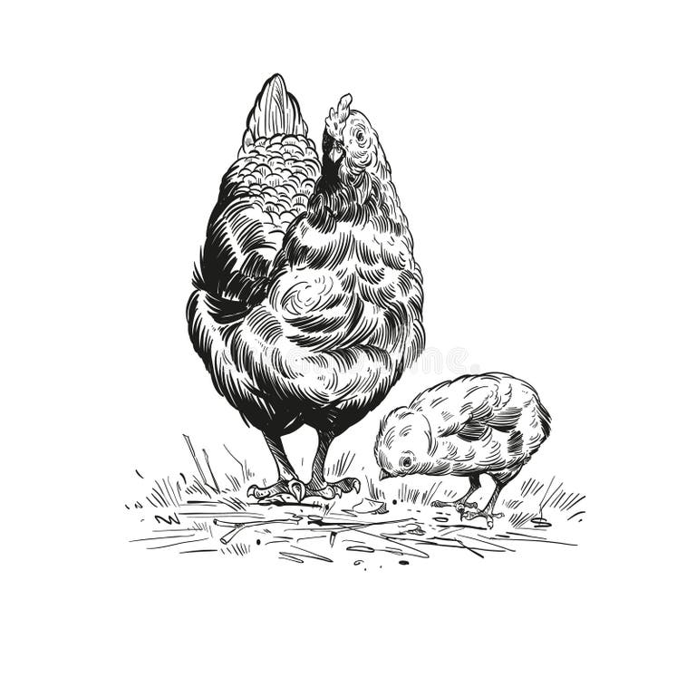 Element Chicken Stock Illustrations – 66,272 Element Chicken Stock ...
