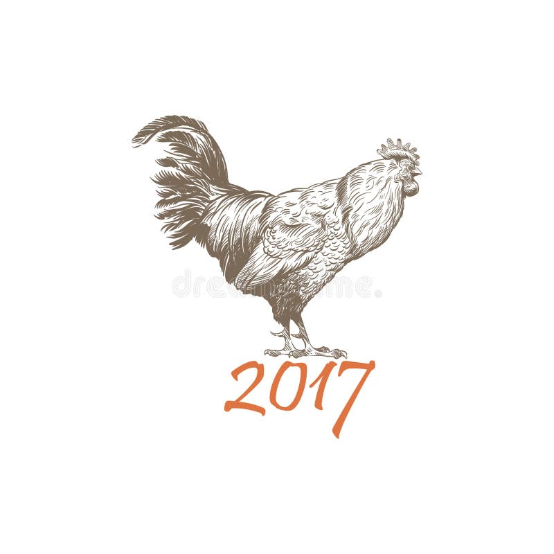 Hand Drawn Rooster Sketch. Vector Illustration Stock Vector ...