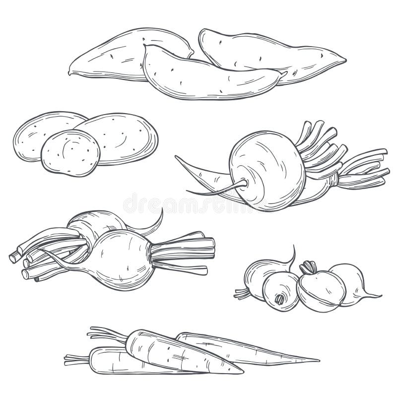 Root Vegetables Bunch Stock Illustrations – 1,173 Root Vegetables Bunch ...